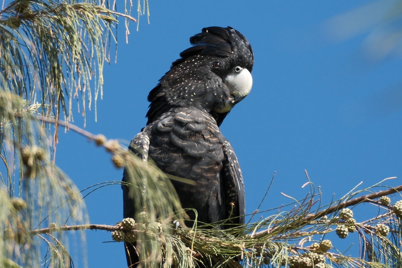 Cockatoo Black Nature - Free photo on Pixabay