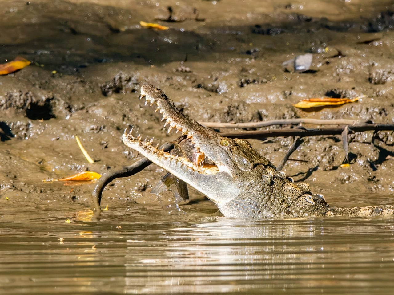 Costa Rica Animal Nature - Free photo on Pixabay