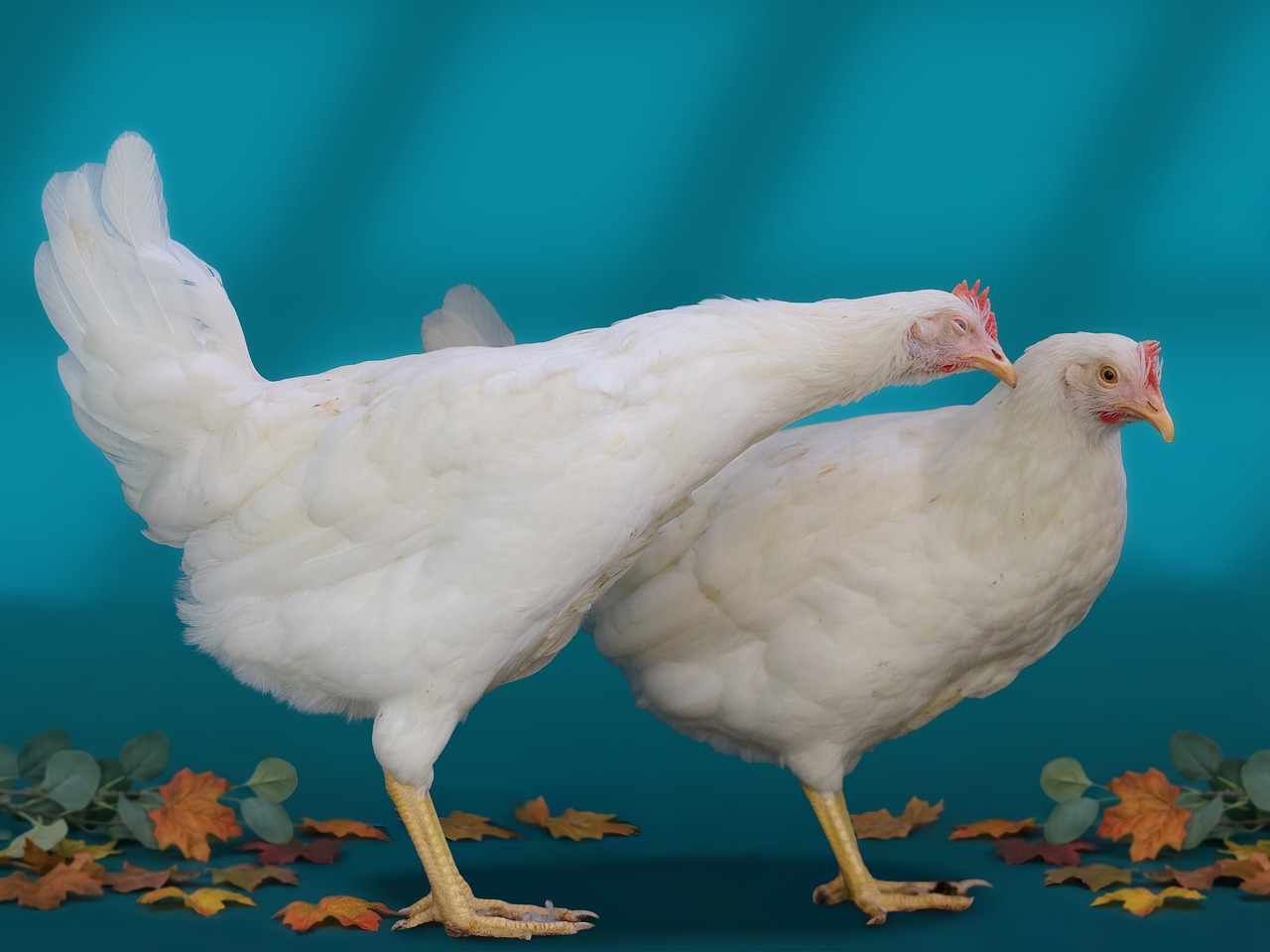 White Chicken Poultry Farm Animal - Free photo on Pixabay