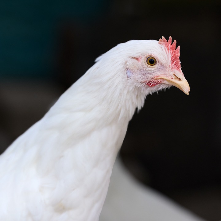 Poultry Bird Farm - Free photo on Pixabay
