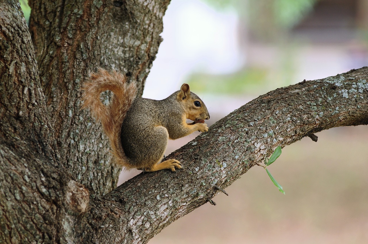 Squirrel Tree Wildlife - Free photo on Pixabay