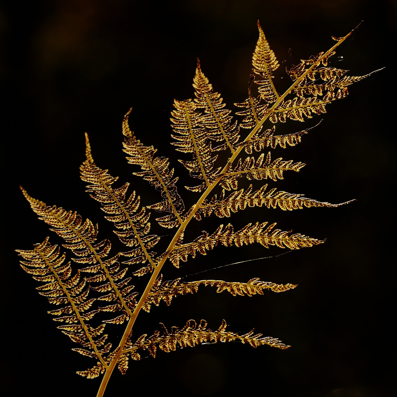 Ferns Nature Plants Goes - Free photo on Pixabay