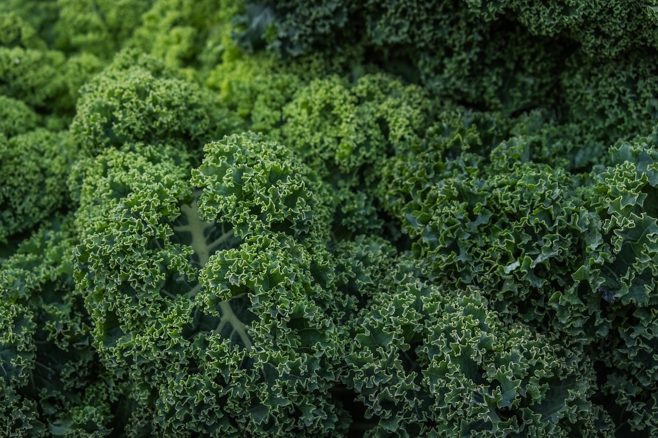Col Rizada Vegetal Saludable - Foto gratis en Pixabay