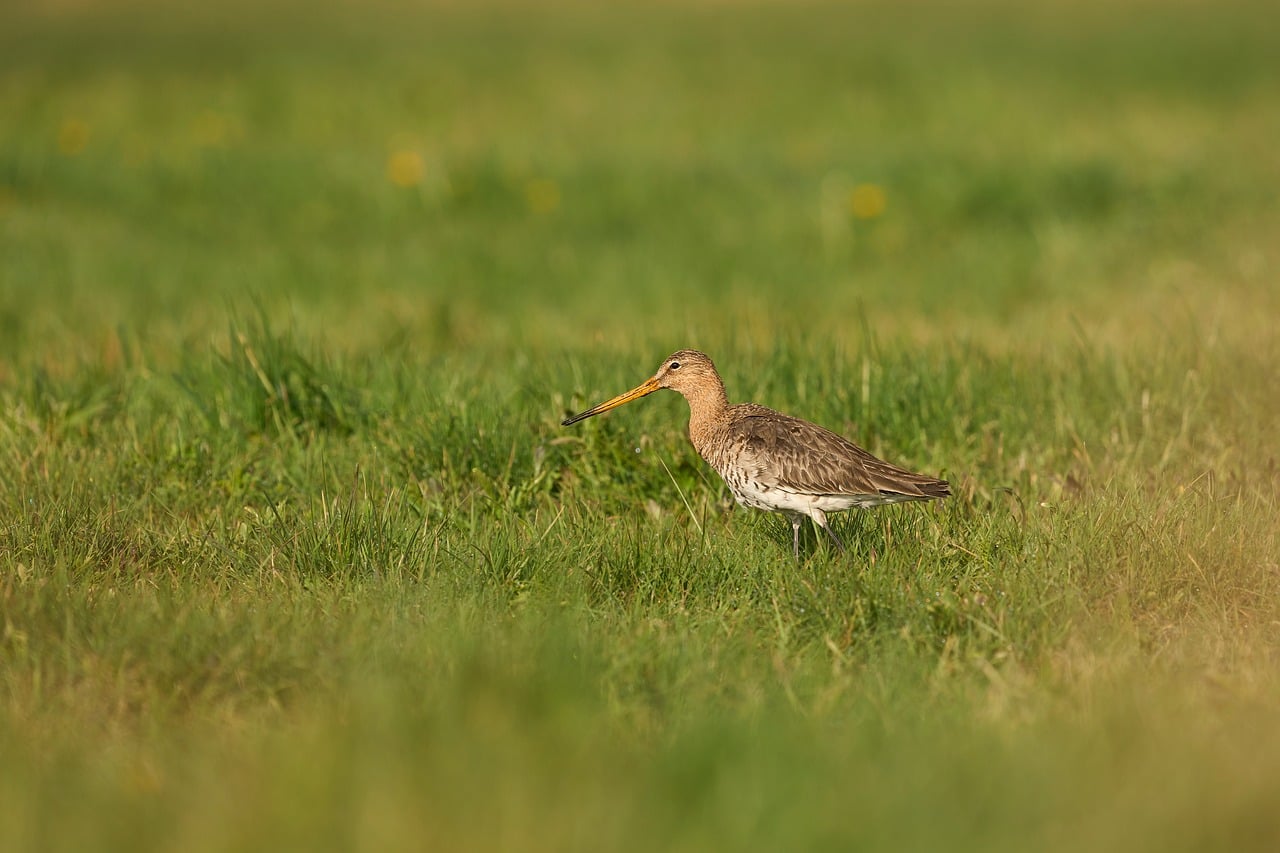 Snipe Nature Bird - Free photo on Pixabay