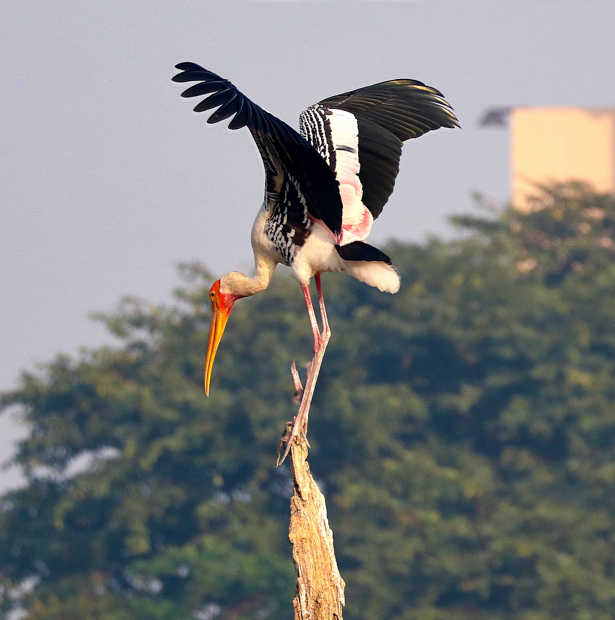 Painted Stork Nature Wildlife - Free photo on Pixabay