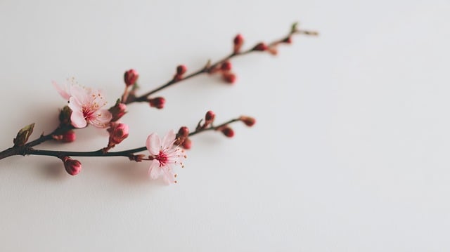 Bunga Prem Ume Cabang Latar - Foto gratis di Pixabay