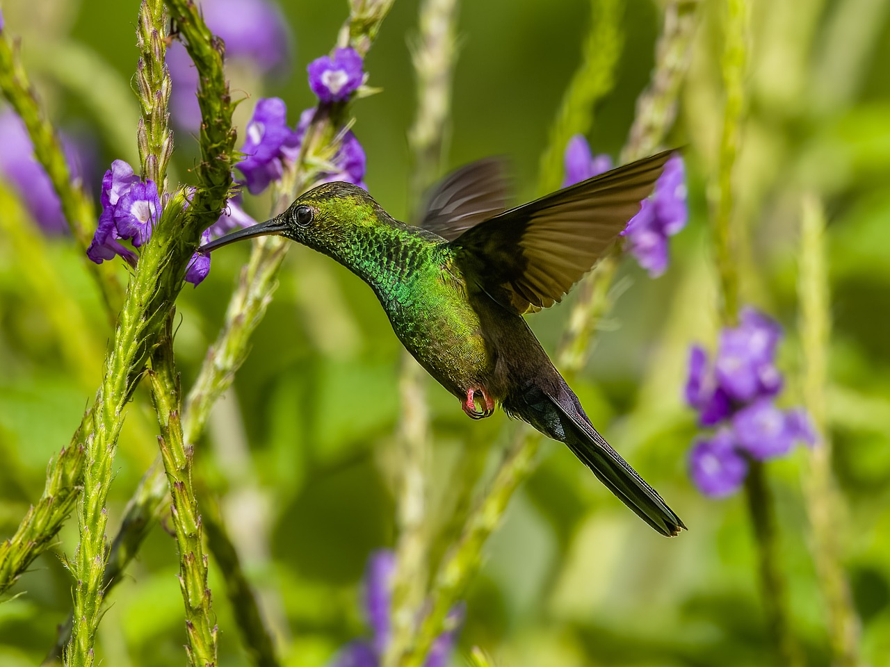 Costa Rica Humming-Bird - Free photo on Pixabay