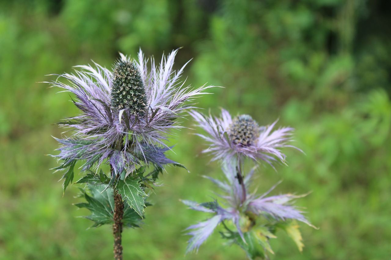 Eryngium Purple Flowers - Free photo on Pixabay