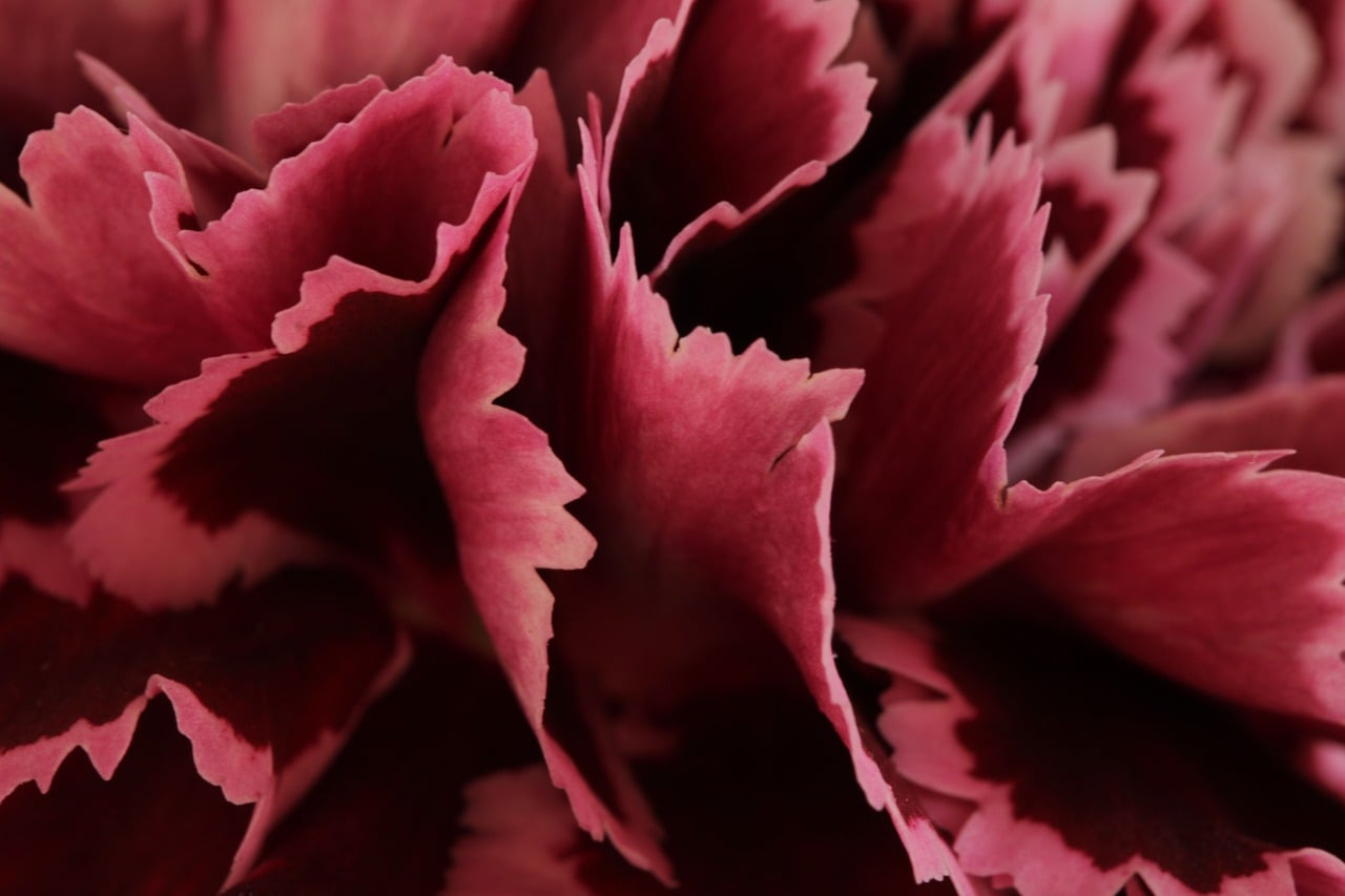 Carnation Nature Bloom - Free photo on Pixabay