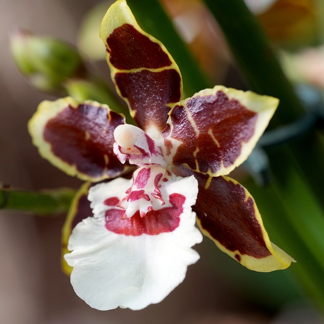 Orkidea Kukka Tehdas - Ilmainen valokuva Pixabayssa