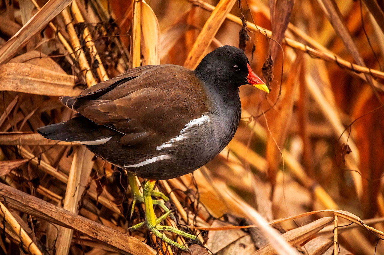 Moorhen Nature Bird - Free photo on Pixabay
