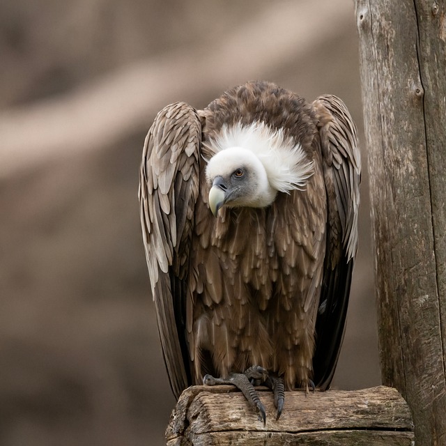 Vulture Bird Wildlife - Free photo on Pixabay