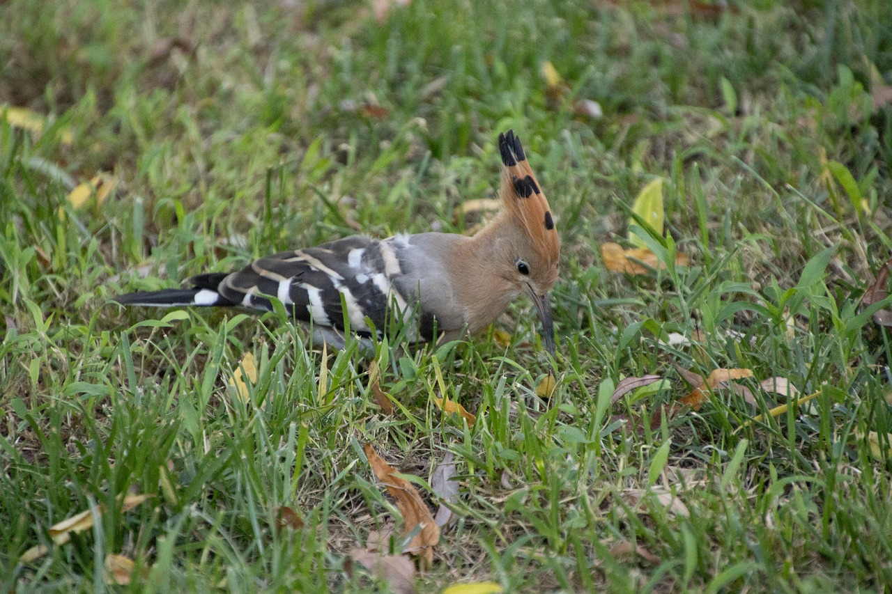Hoopoe Nature Bird - Free photo on Pixabay