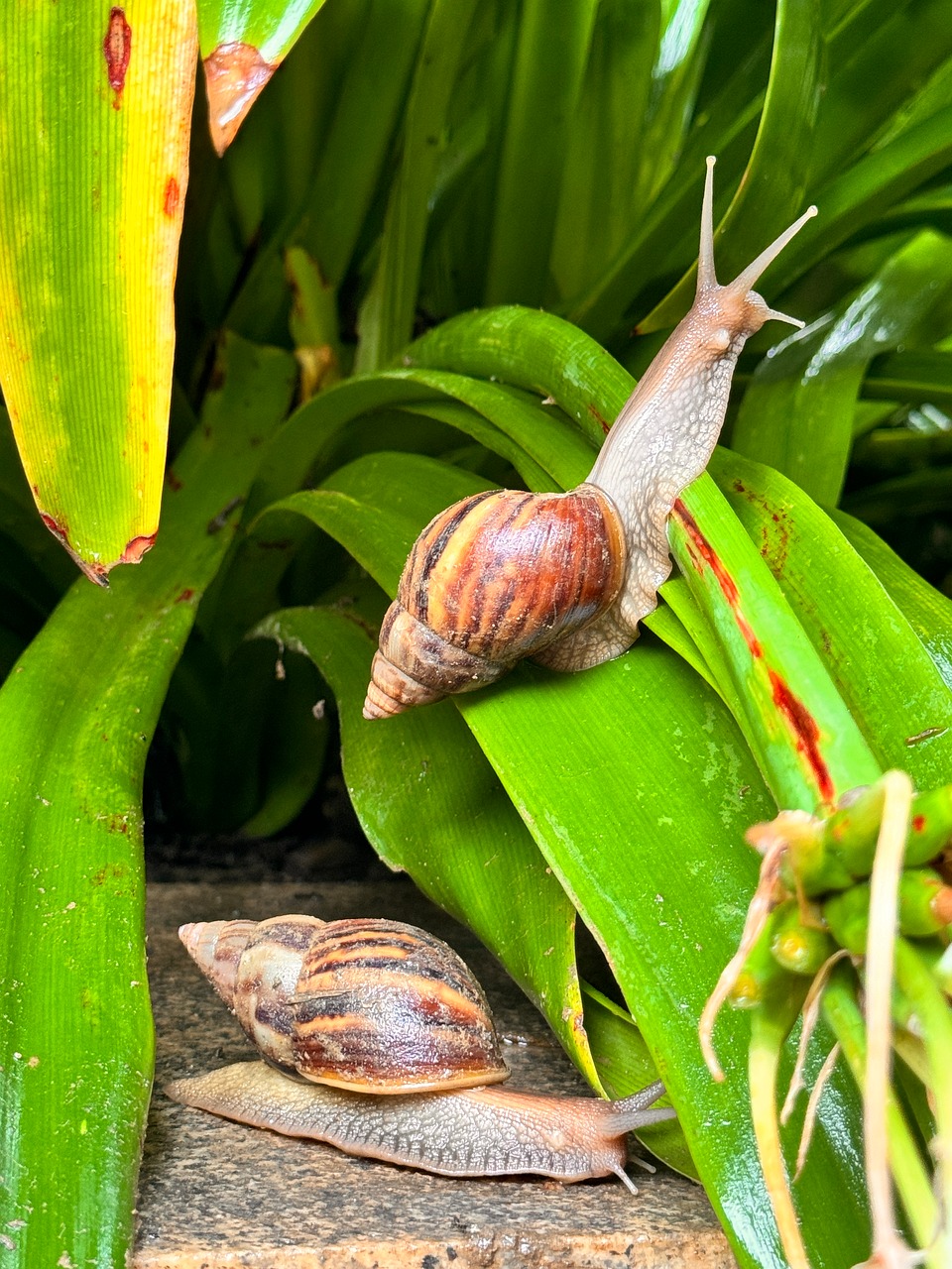 Jardin Escargots Escargot - Photo gratuite sur Pixabay
