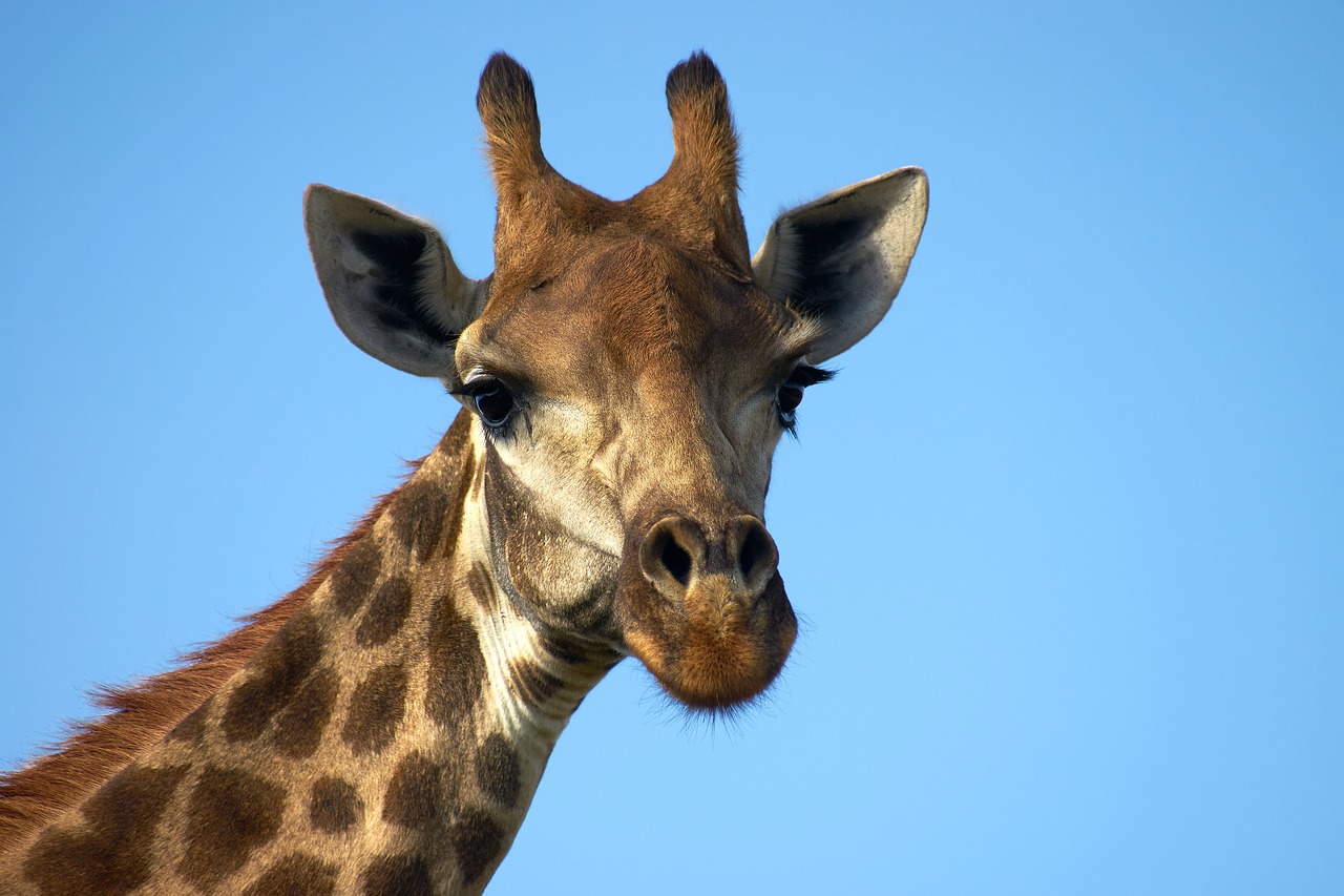 Natur Tier Tierwelt - Kostenloses Foto auf Pixabay