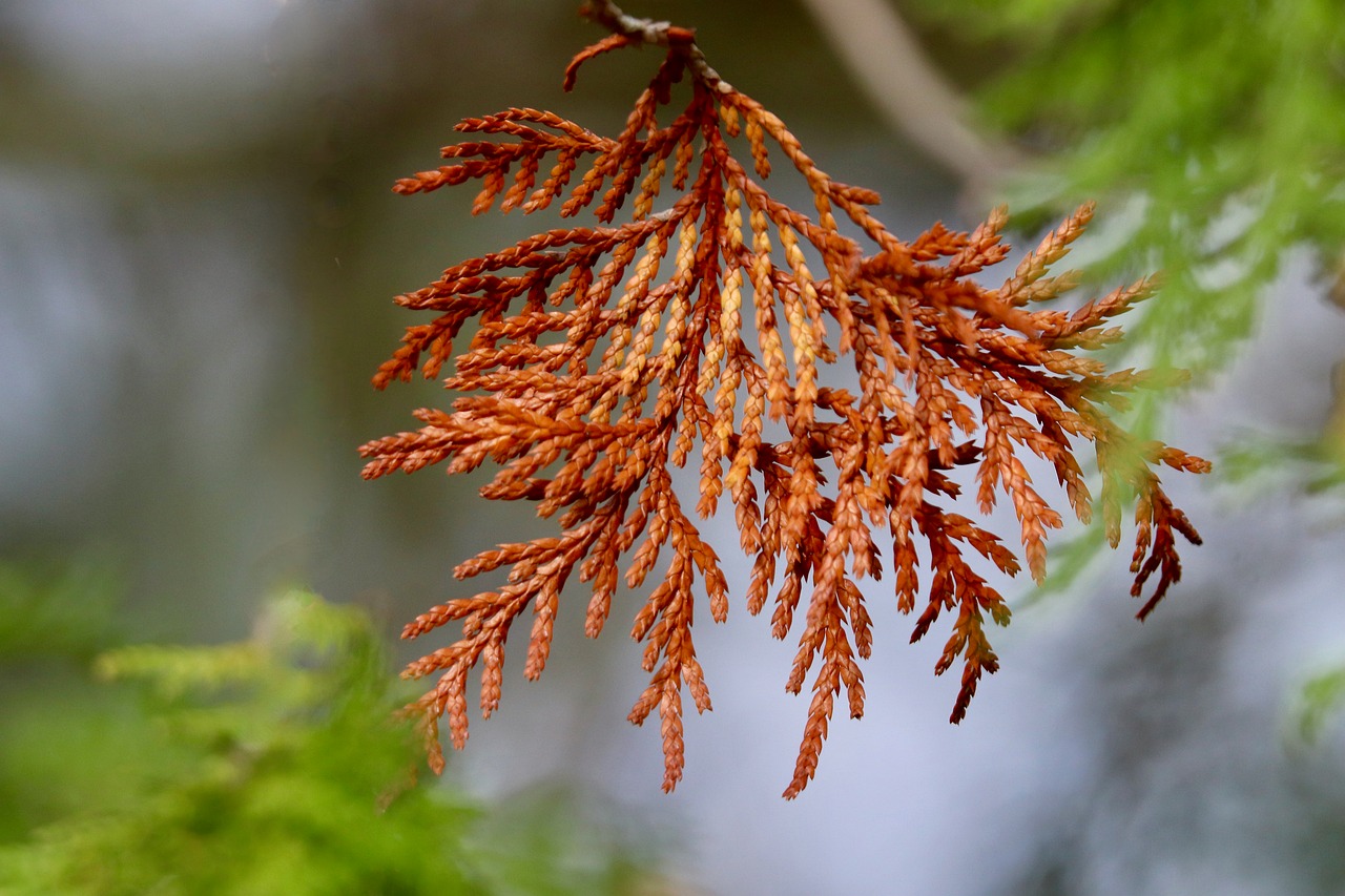 Hemlock Brown Twig - Free photo on Pixabay