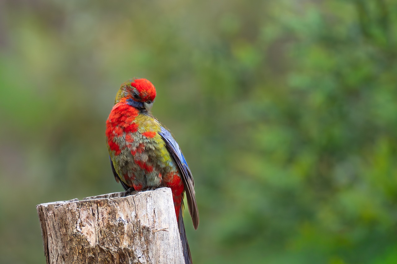 Pennant'S Parakeet Parrot - Free photo on Pixabay
