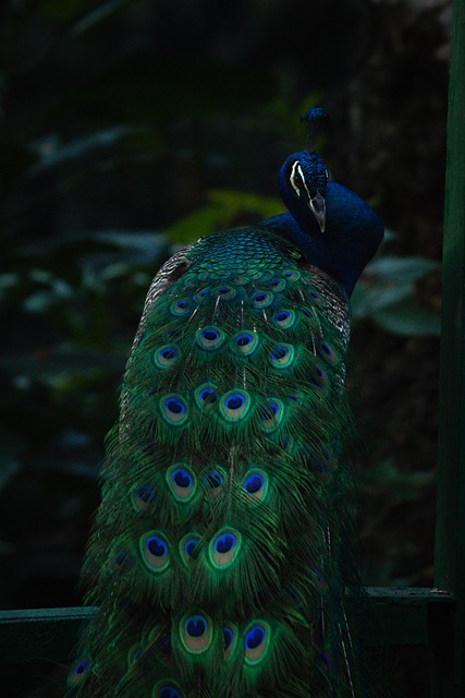 Beautiful Beauty Bird - Free photo on Pixabay