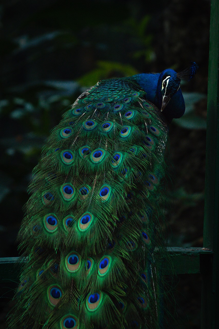 Beautiful Beauty Bird - Free photo on Pixabay
