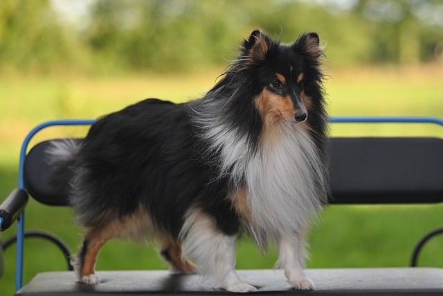 Shetland Sheepdog Dog Animal - Free photo on Pixabay