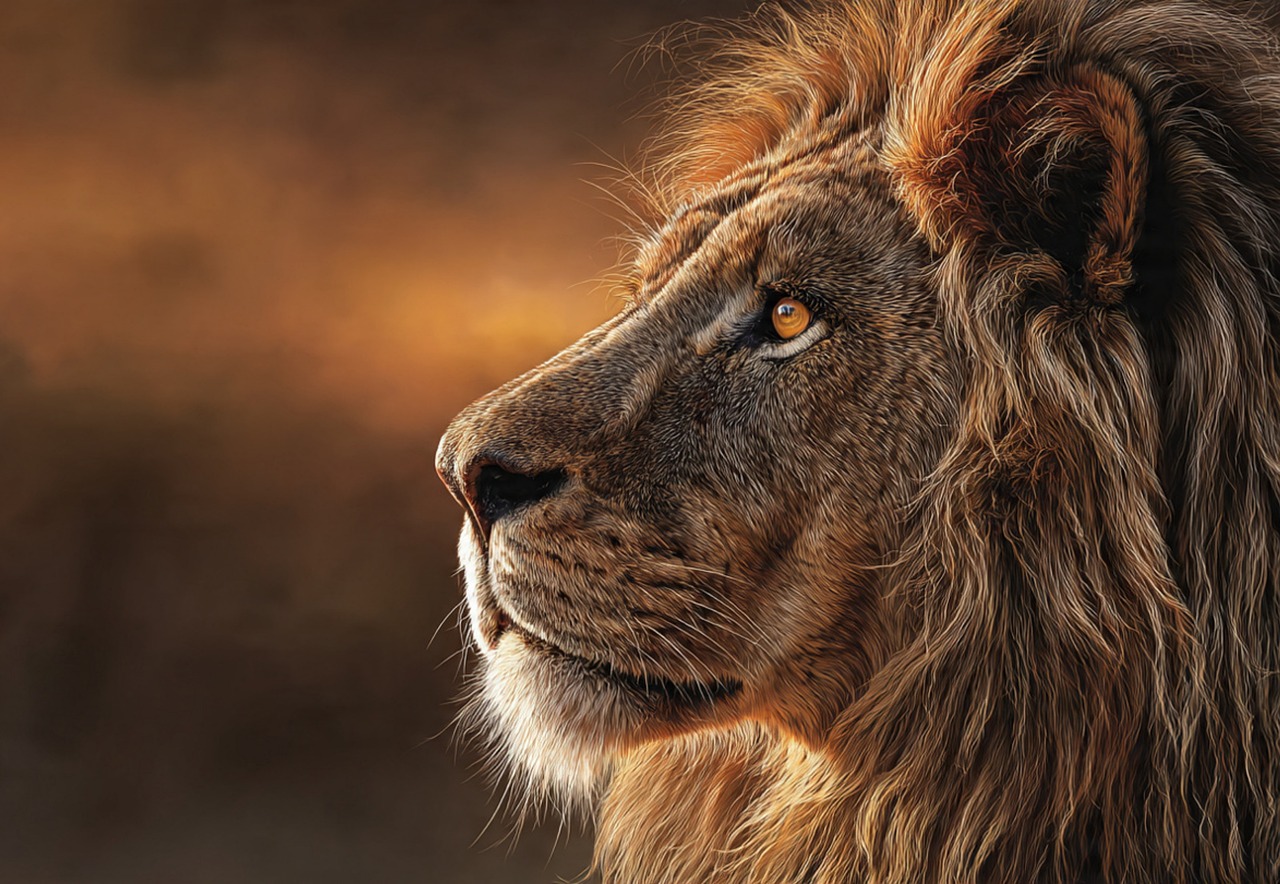 30,000+ Free High-Resolution Portrait & High Resolution Photos - Pixabay