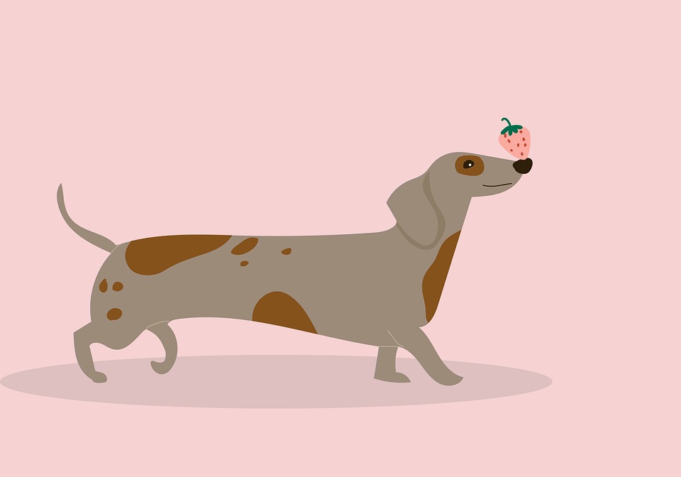Perro Fruta Divertido - Foto gratis en Pixabay