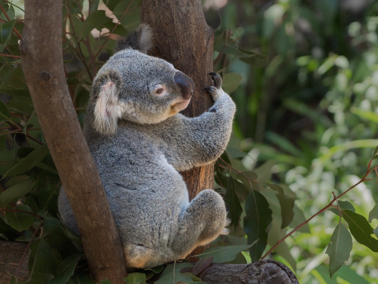 Koala Bear Marsupial - Free photo on Pixabay