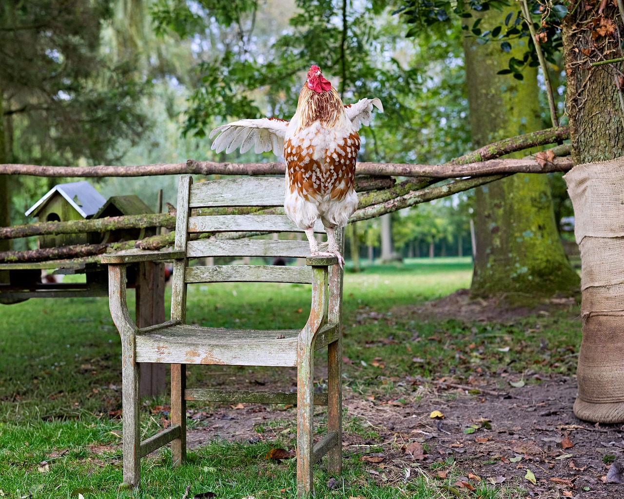 Haan Chicken Bird Spread - Free photo on Pixabay
