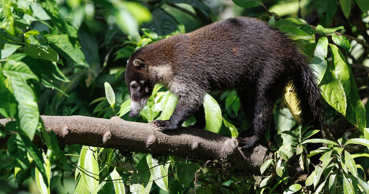 Coatimundi Coati Animal - Free photo on Pixabay