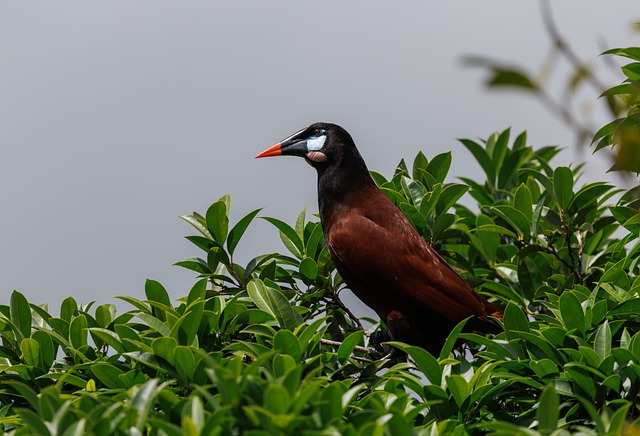 Oropendula Vogel Natur - Kostenloses Foto auf Pixabay