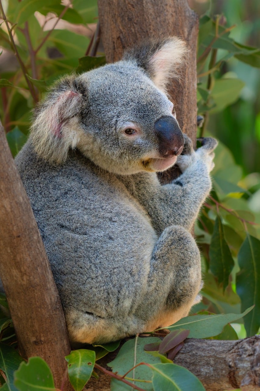 Koala Oso Marsupial - Foto gratis en Pixabay