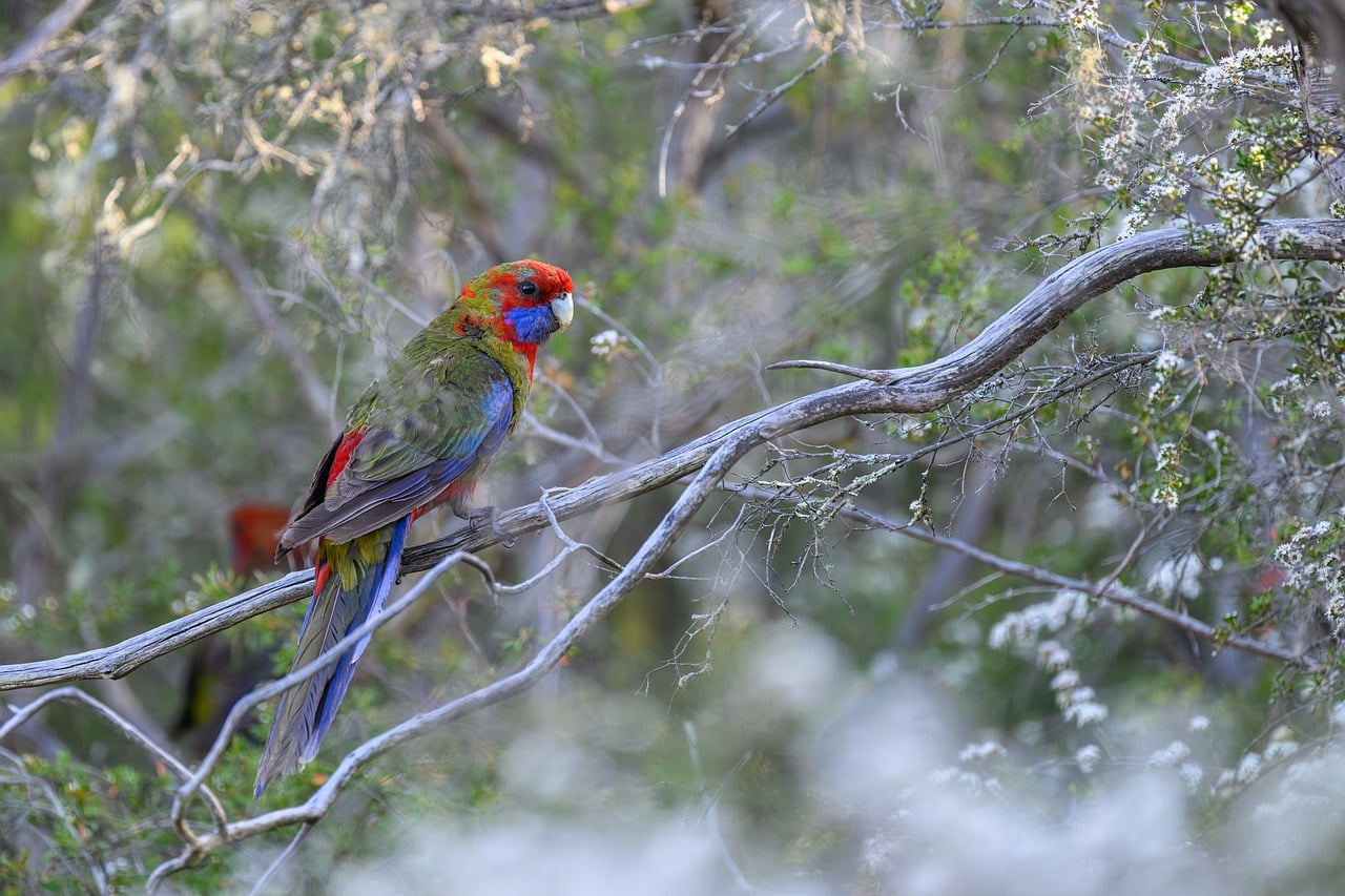 Crimson Rosella Parrot - Free photo on Pixabay