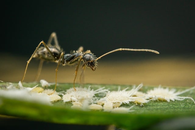 Ant Insect Animal - Free photo on Pixabay