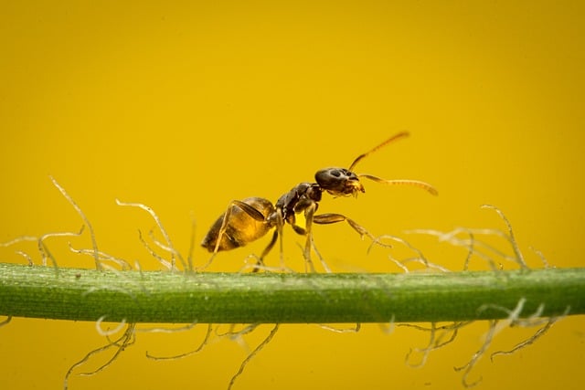 Ant Insect Animal - Free photo on Pixabay