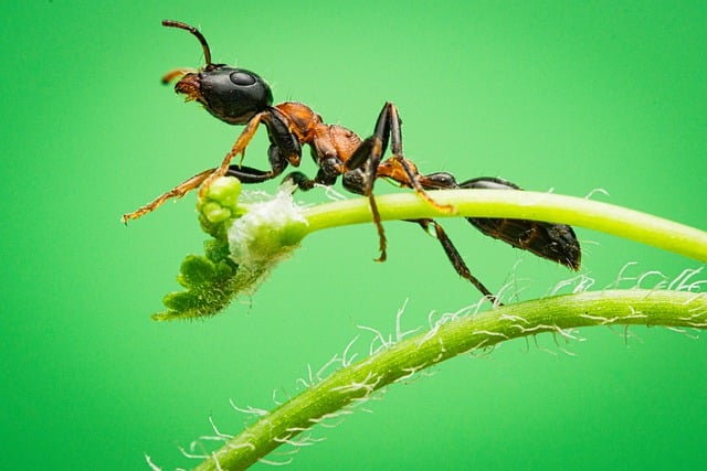 Ant Insect Animal - Free photo on Pixabay