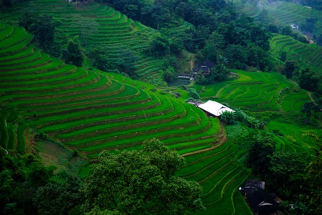 Vietnam Nature Hmong - Free photo on Pixabay