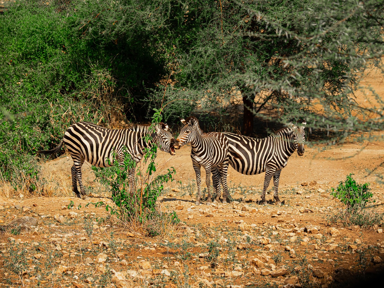 African Wildlife Savannah Safari - Free photo on Pixabay