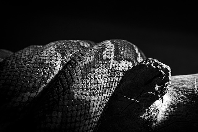 Snake Scales Python - Free photo on Pixabay