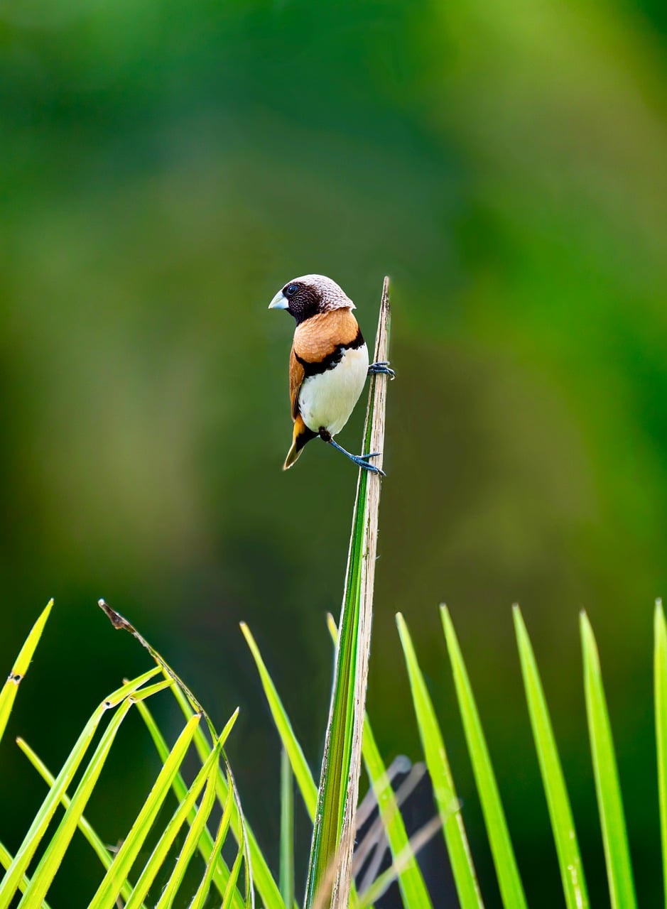 Brown-Breasted Nun Gorgeous Finch - Free photo on Pixabay