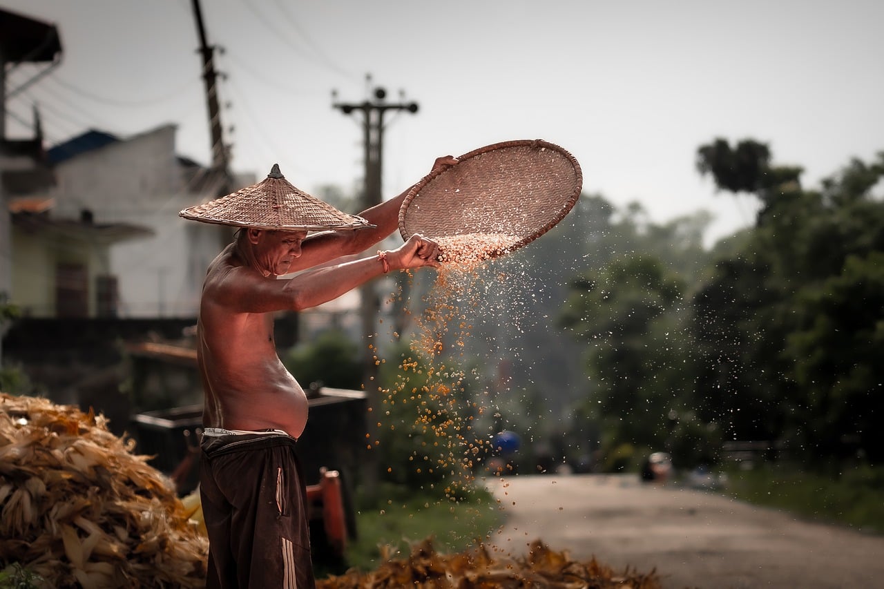 Nepali Farmer Traditional Farming - Free photo on Pixabay