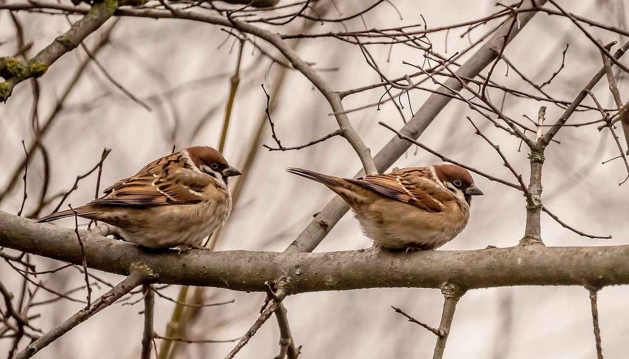 Sparrows Trees Winter - Free photo on Pixabay