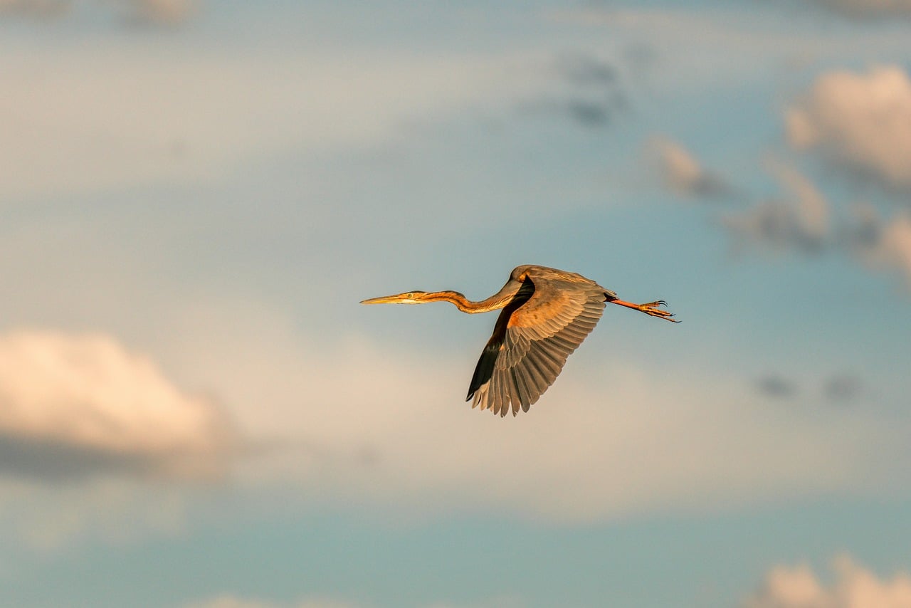 90,000+ Free Open Nature Wildlife & Nature Images - Pixabay