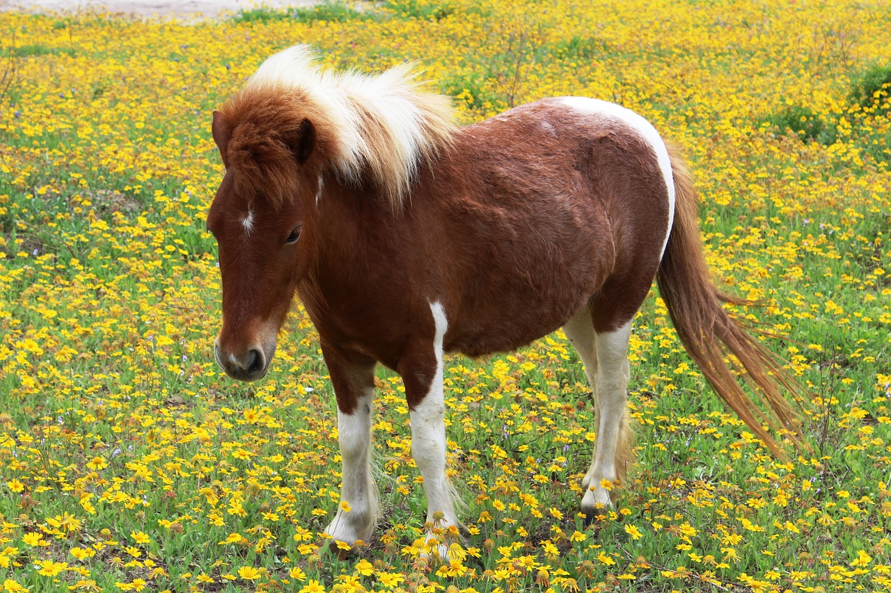 Shetland Pony Horse - Free photo on Pixabay