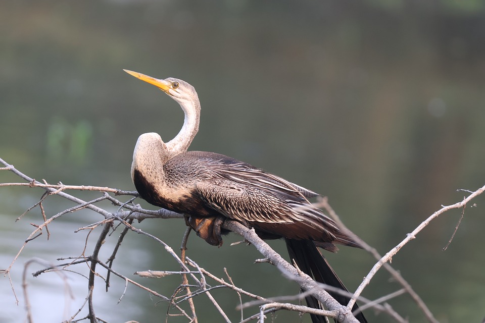 Oriental Darter Snake Bird - Free photo on Pixabay