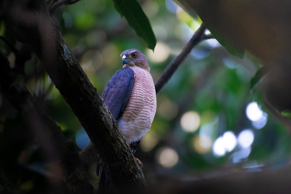 Owl Shikara Bird - Free photo on Pixabay