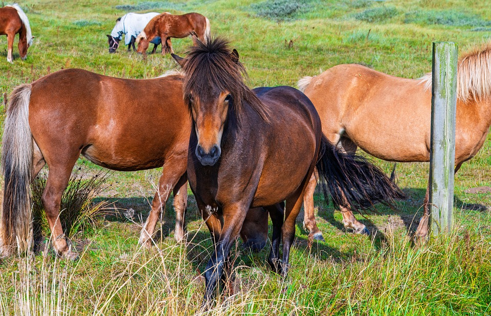 Horses Wild Horse Head - Free photo on Pixabay