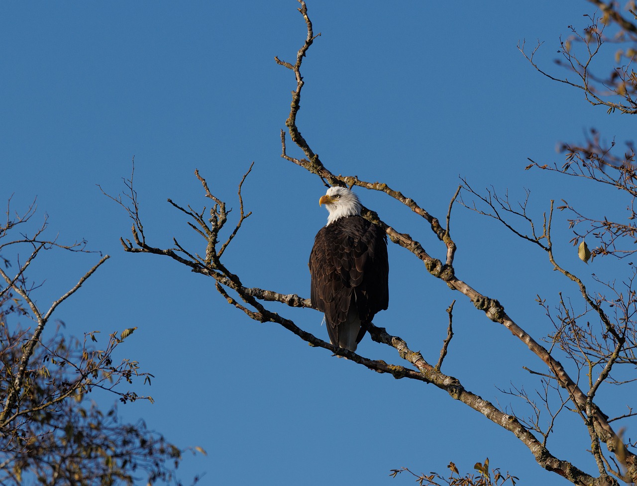 Eagle Wildlife Animal - Free photo on Pixabay