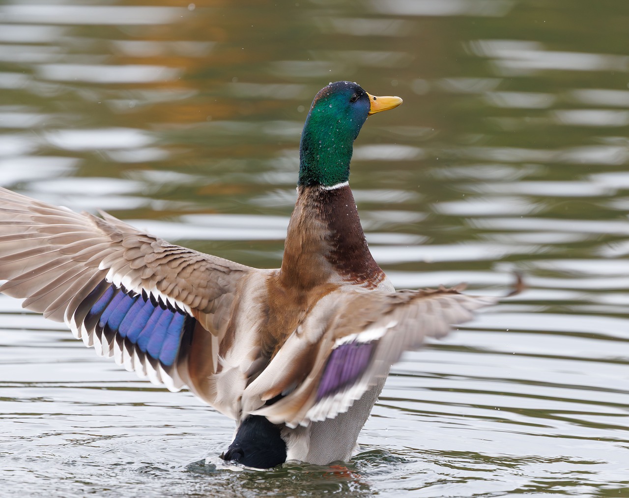 Pato Real Agua - Foto gratis en Pixabay