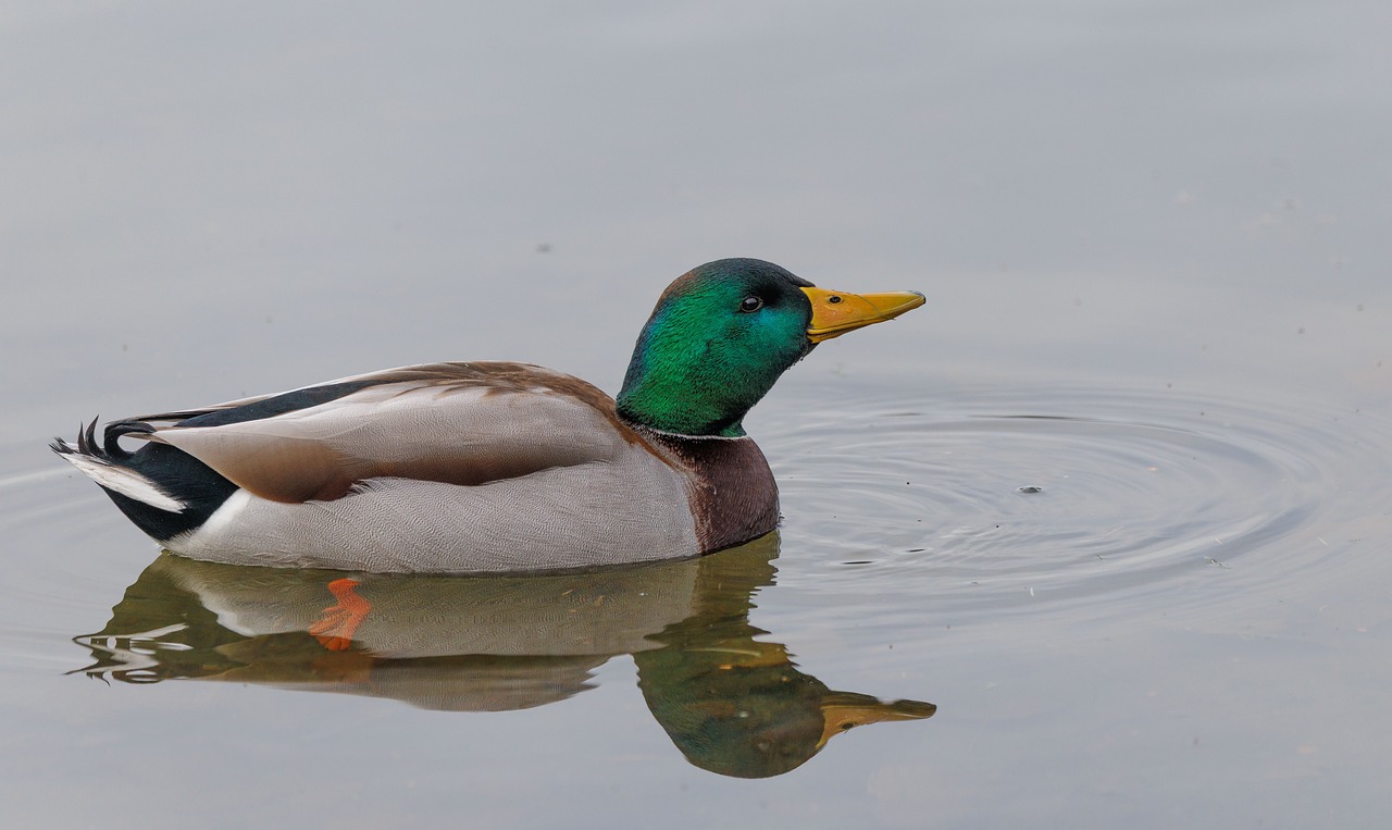 Pato Real Masculino - Foto gratis en Pixabay