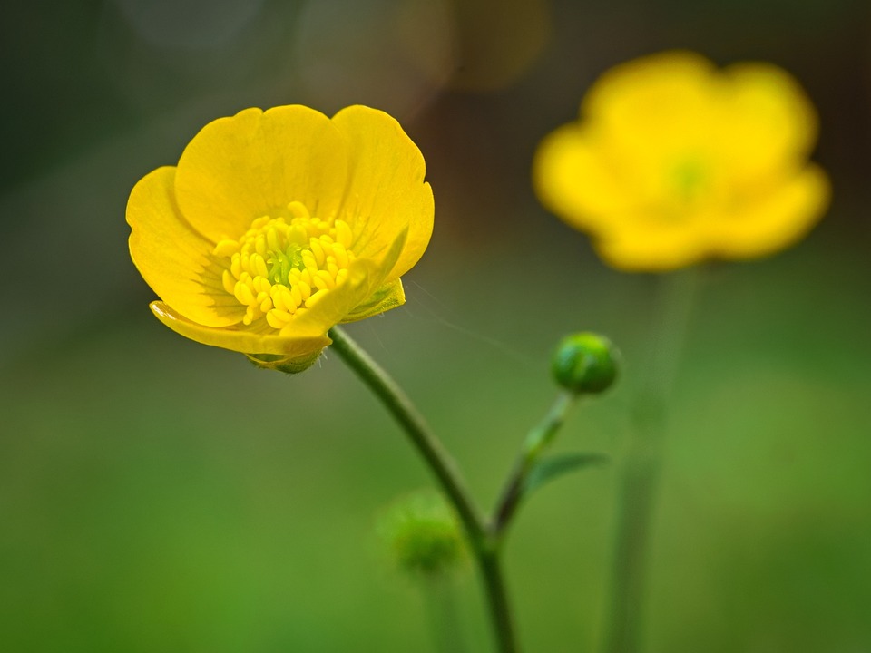 Buttercup Bloom Nature Close - Free photo on Pixabay